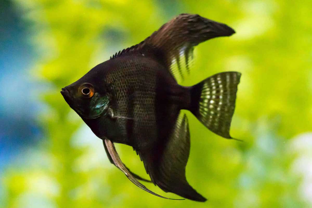 37 Angelfish Fun Facts: Care, Aquarium, Breeding, Varieties - SeaFish