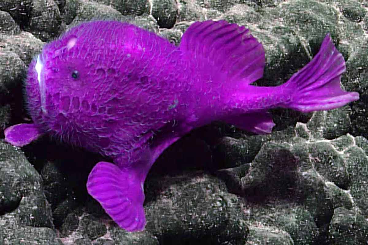 22 Angler Fish Habitat Facts: Male, Female, Range, Predators - SeaFish