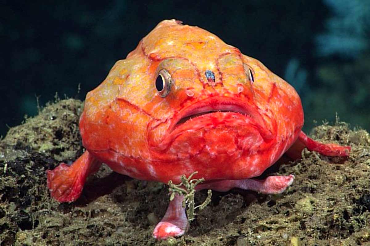 49 Coffinfish Interesting Facts: Size, Diet, Range, More - SeaFish