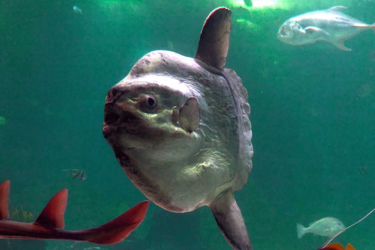 10 Sunfish Size Facts: How Big is the Biggest Sunfish? - SeaFish