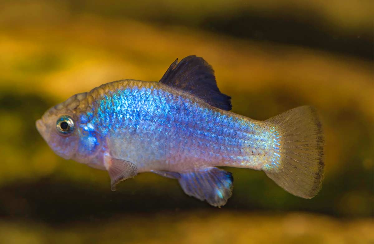 Devil's Hole Pupfish Facts: Is It a Rare Fish? Profile, Range - SeaFish