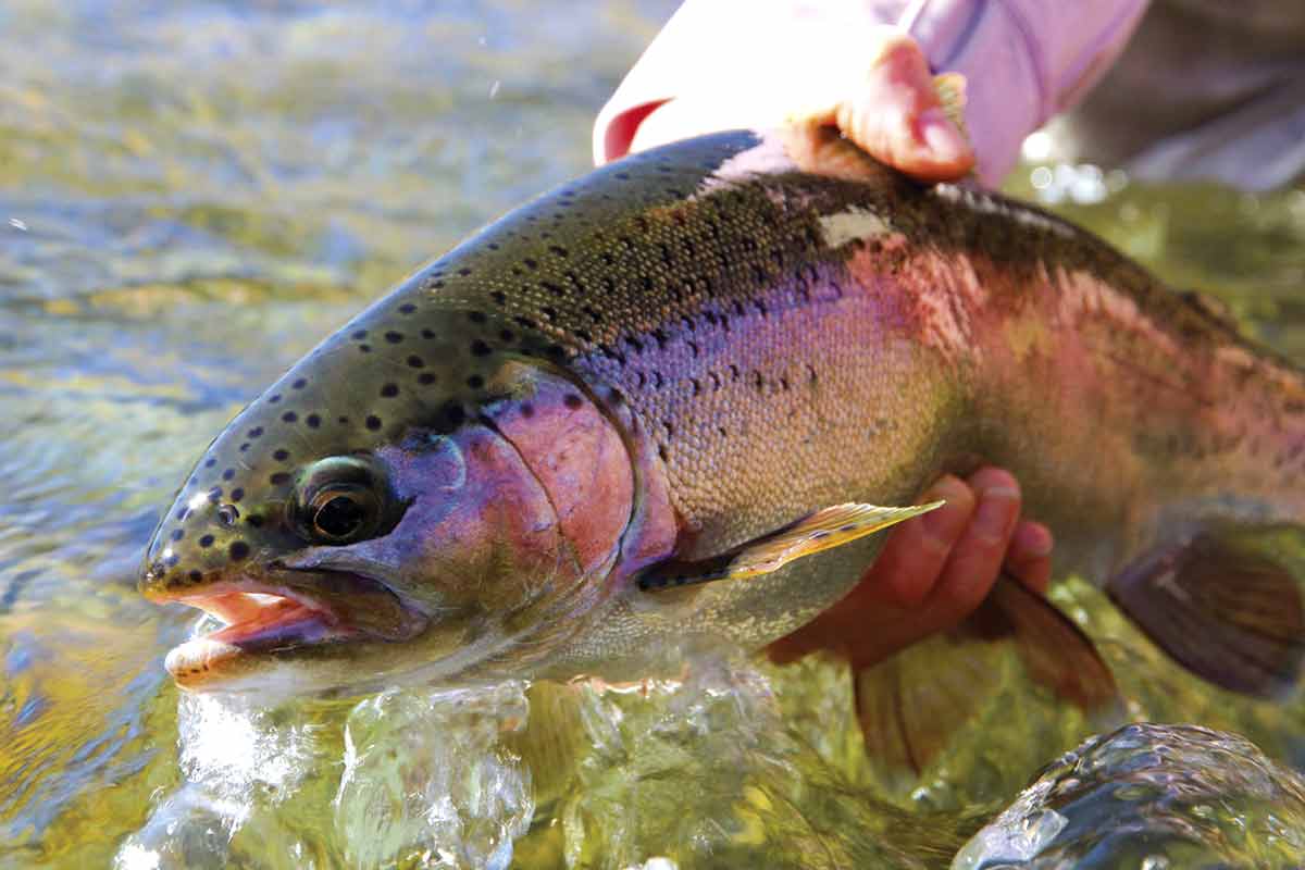 15 Best Places & Spots to Fly Fish in Washington State - SeaFish