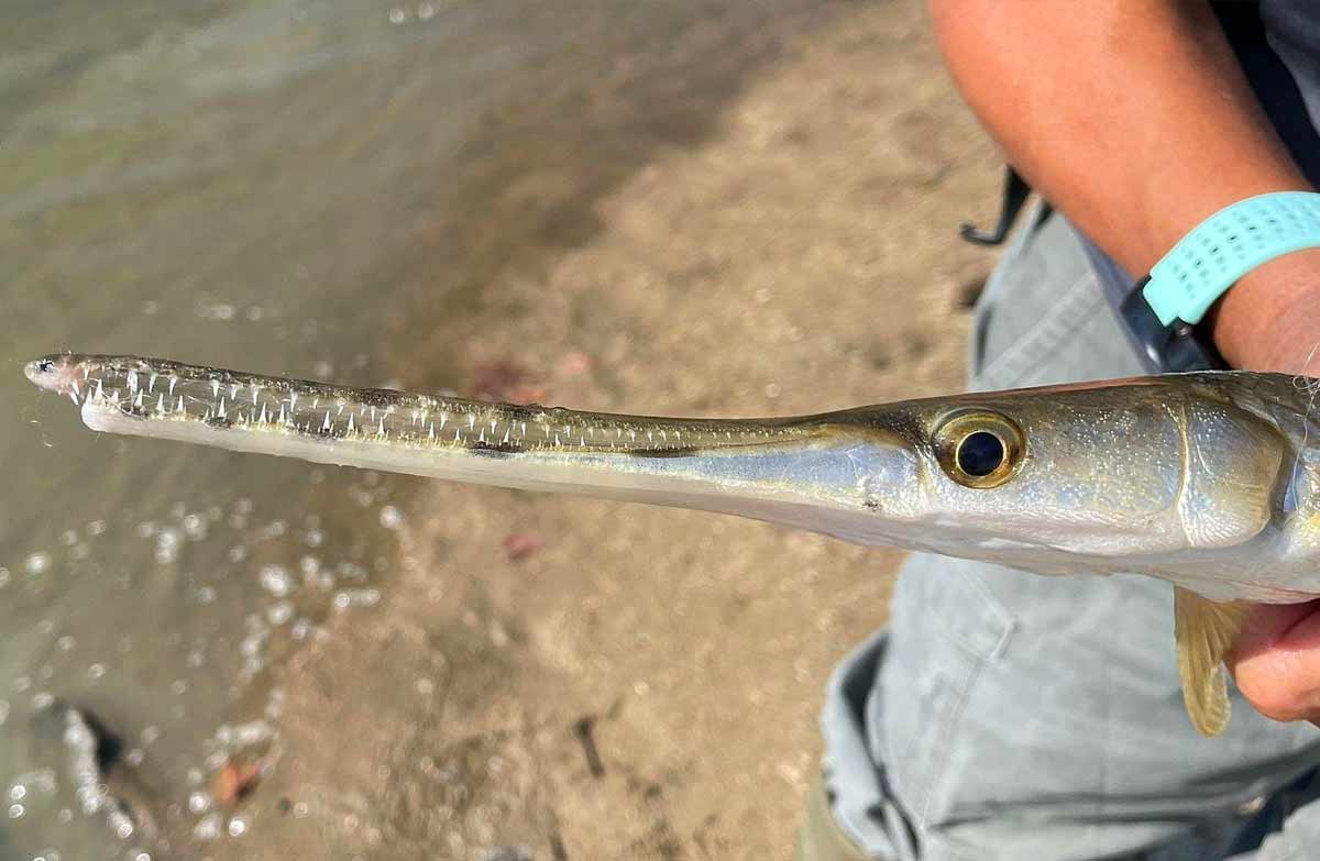 Gar Fish Facts: Profile, Range, Adaptations, Egg, Recipe - SeaFish