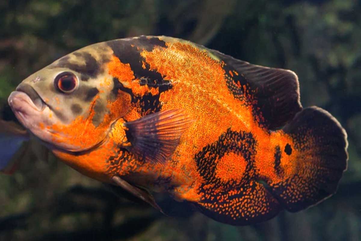70 Oscar Fish Profile Facts: Traits, Tank, Diet, Care, More - SeaFish