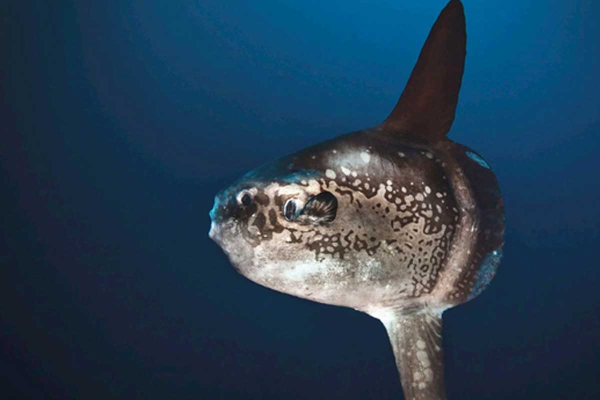 48 Sharptail Mola (Masturus lanceolatus) Profile Fun Facts - SeaFish