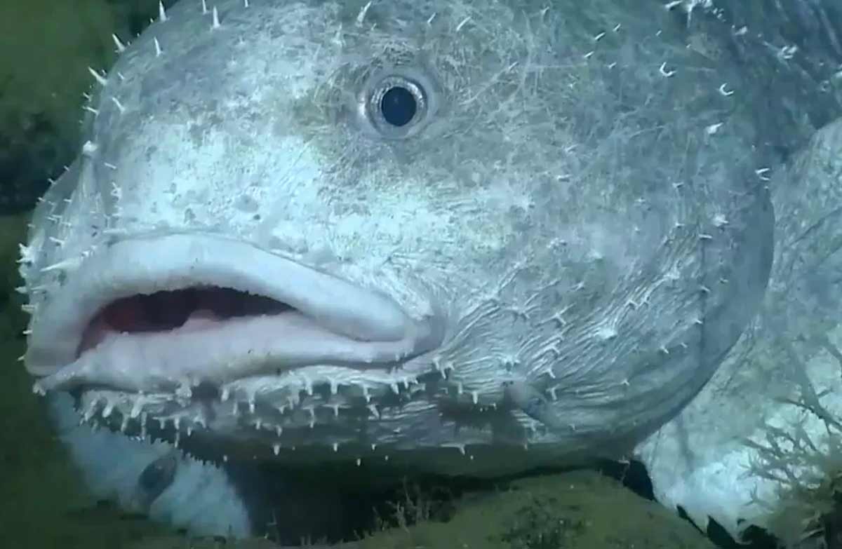 Blobfish Unique Adaptations: How Do They Survive Hostility? - SeaFish