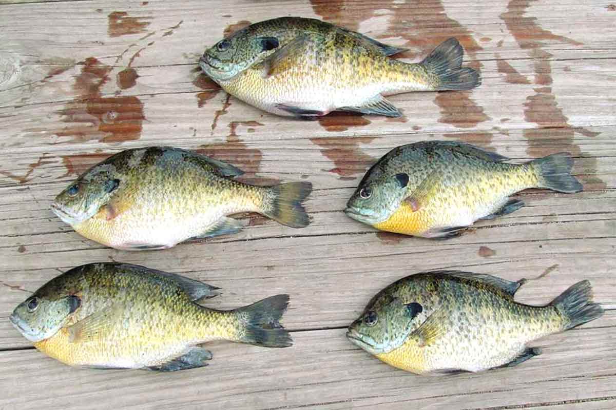 Bluegill vs Sunfish Facts: Profile, Traits, Range, Diet, Size - SeaFish