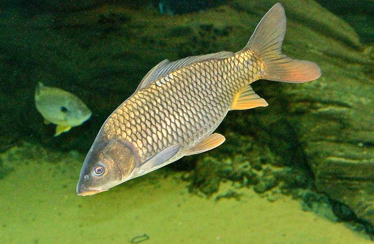 Common Carp Facts: Profile, Range, Feeding, Fishing, Diet - SeaFish