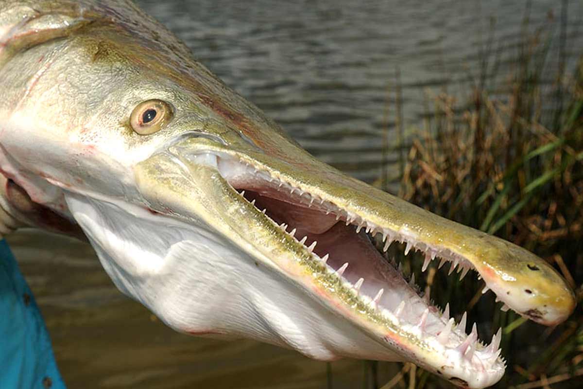 20 Gar Fish Teeth Facts: Spotted, Alligator, Longnose, Florida - SeaFish