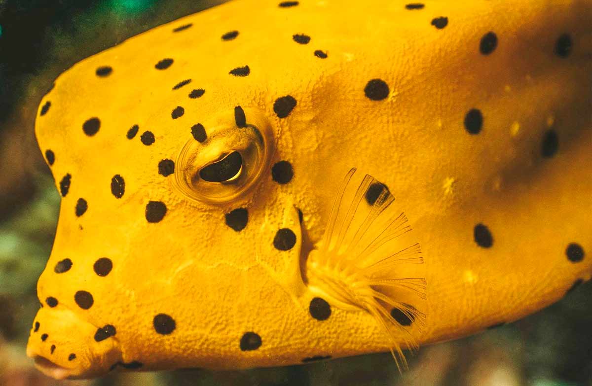 Yellow Spotted Boxfish Facts: Profile, Diet, Care, Traits, Mates - SeaFish