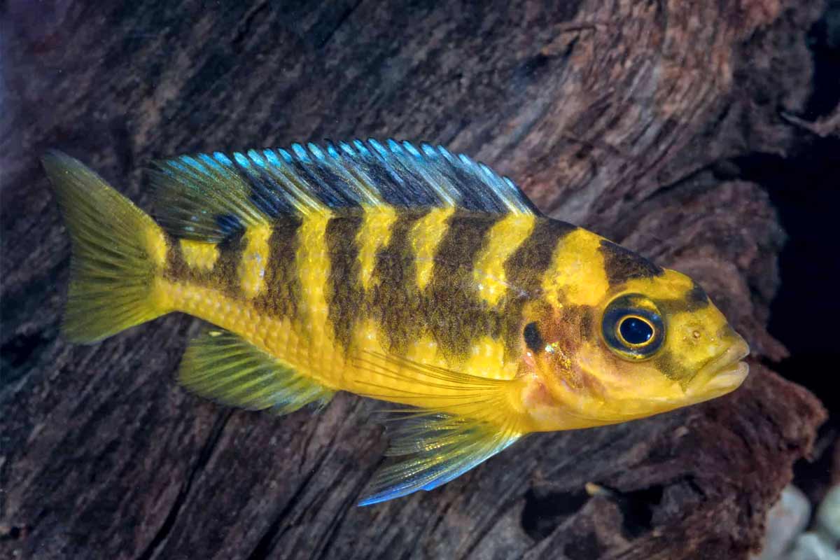 62 Bumblebee Fish Fun Facts: Traits, Care, Compatibility, More - SeaFish