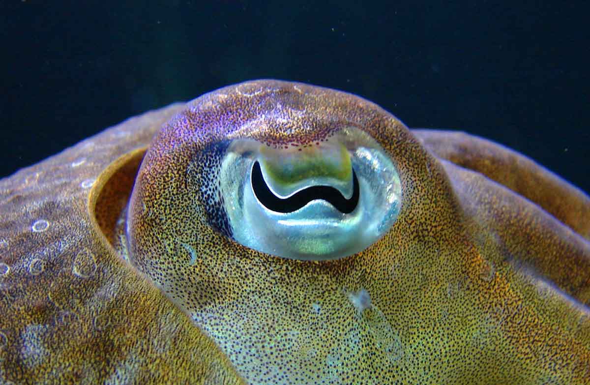 Cuttlefish Eye - Why do Cuttlefish have Weird Eyes? - SeaFish