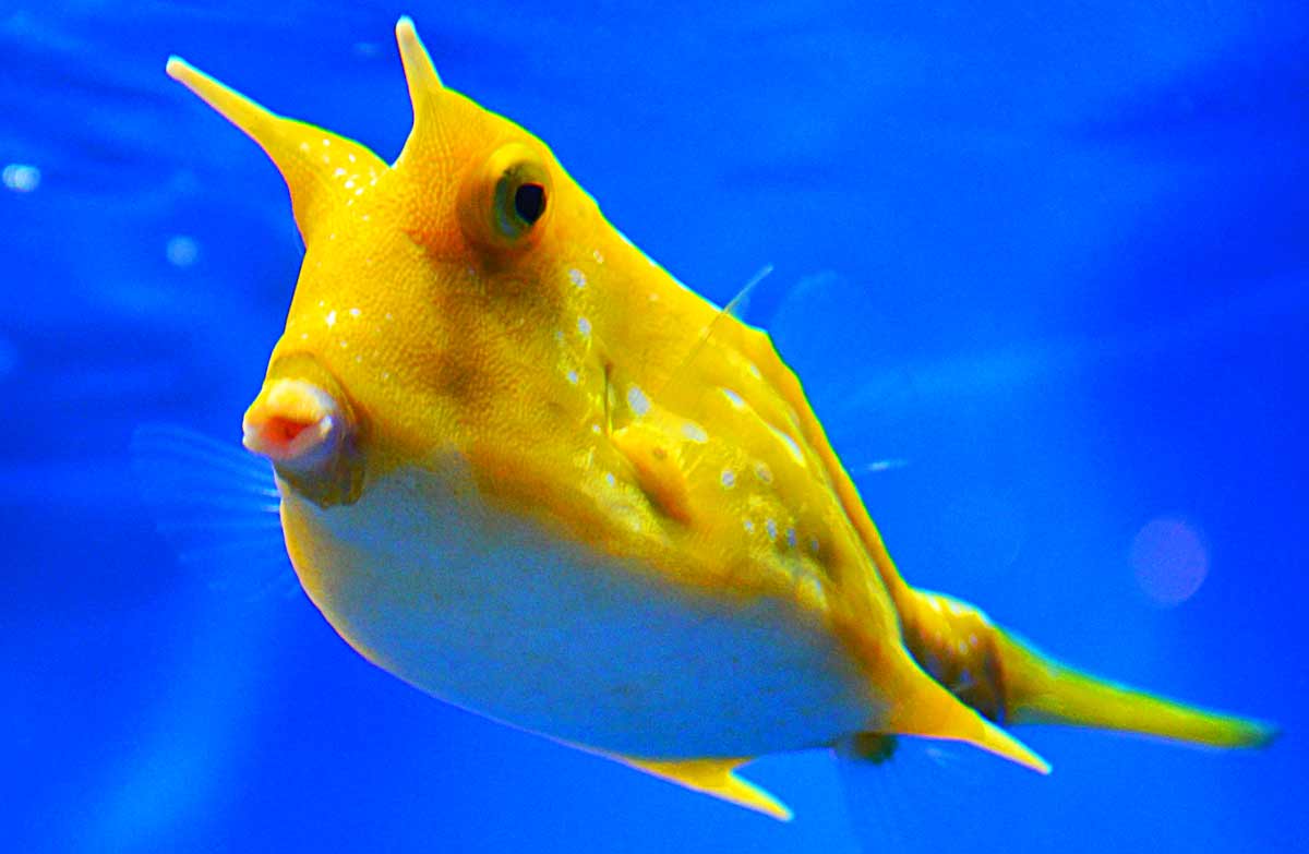 Longhorn Cowfish Facts: Profile, Care, Size, Life Span, Range - SeaFish
