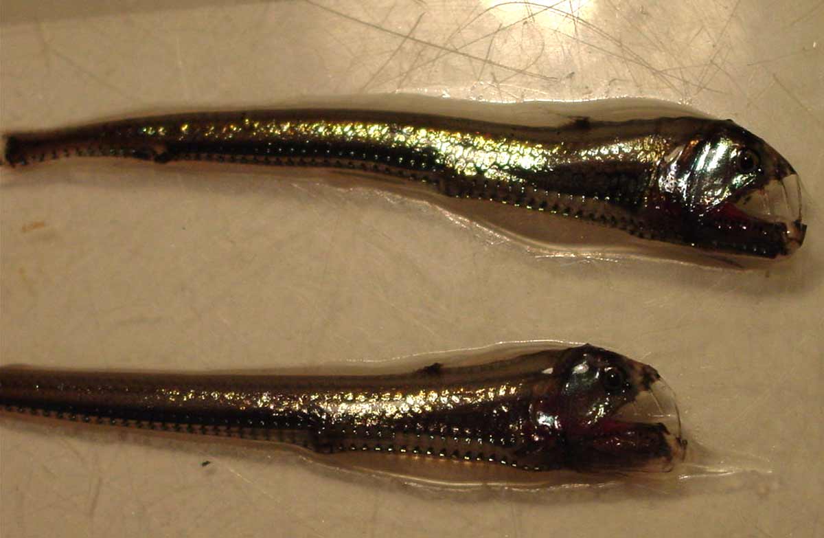 Pacific Viperfish Facts: Profile, Range, Diet, Adaptations, Size - SeaFish
