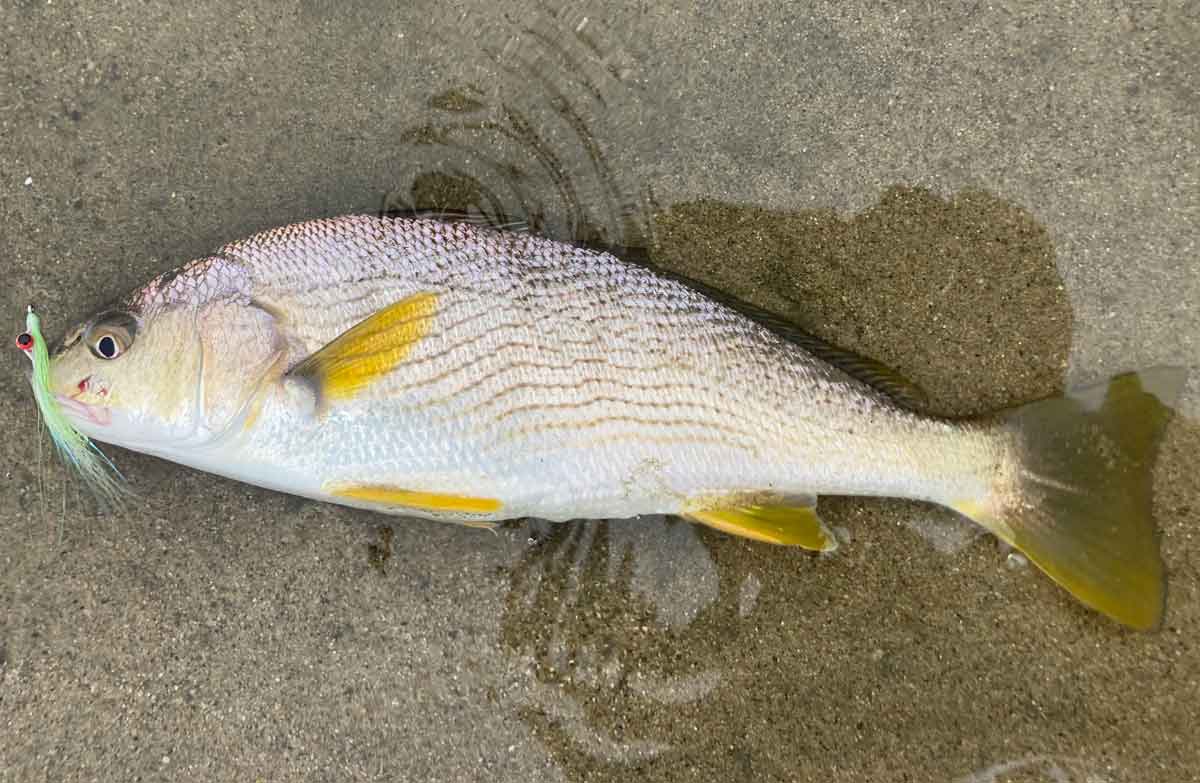 Yellowfin Croaker Facts: Profile, Description, Traits, Fishing - SeaFish