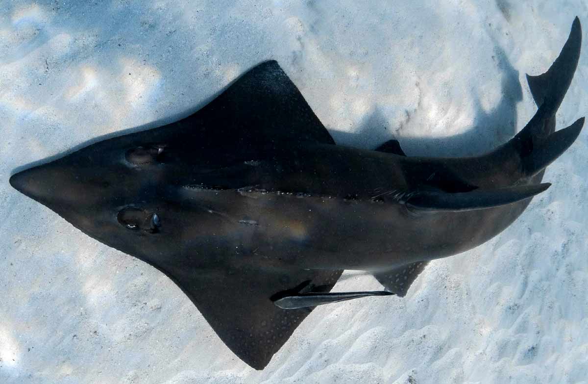 Eastern Shovelnose Ray Facts: Profile, Traits, Range, Diet - SeaFish