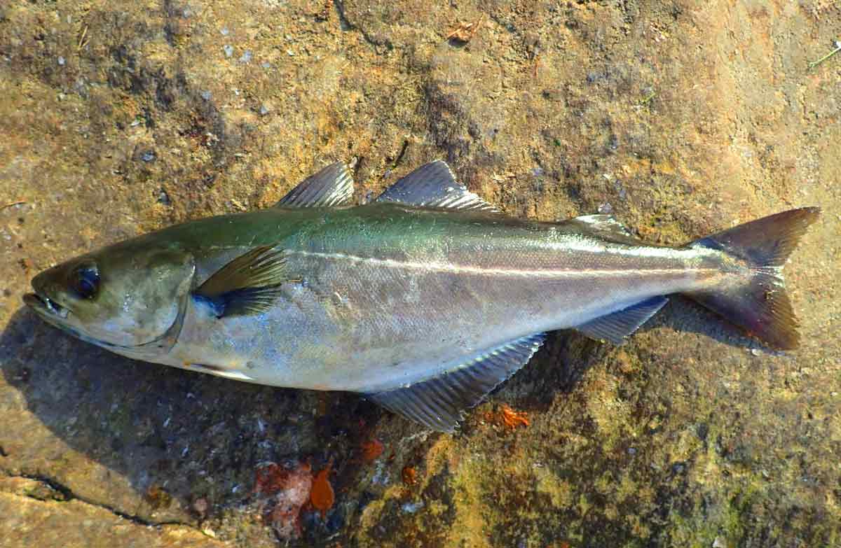 Pollachius Pollachius: Atlantic or European Pollock Profile - SeaFish