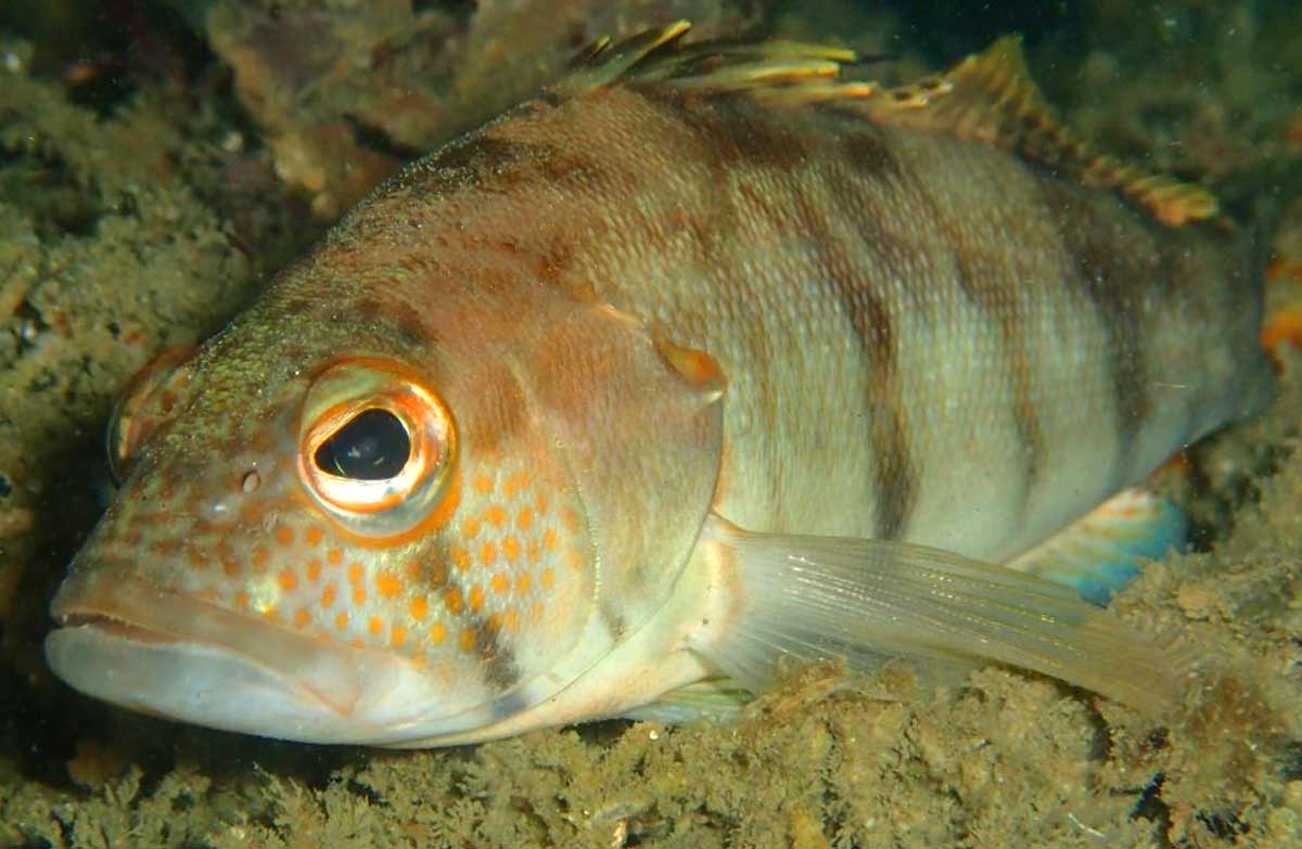 Barred Sand Bass Facts: Profile, Range, Traits, Size, Recipe - SeaFish