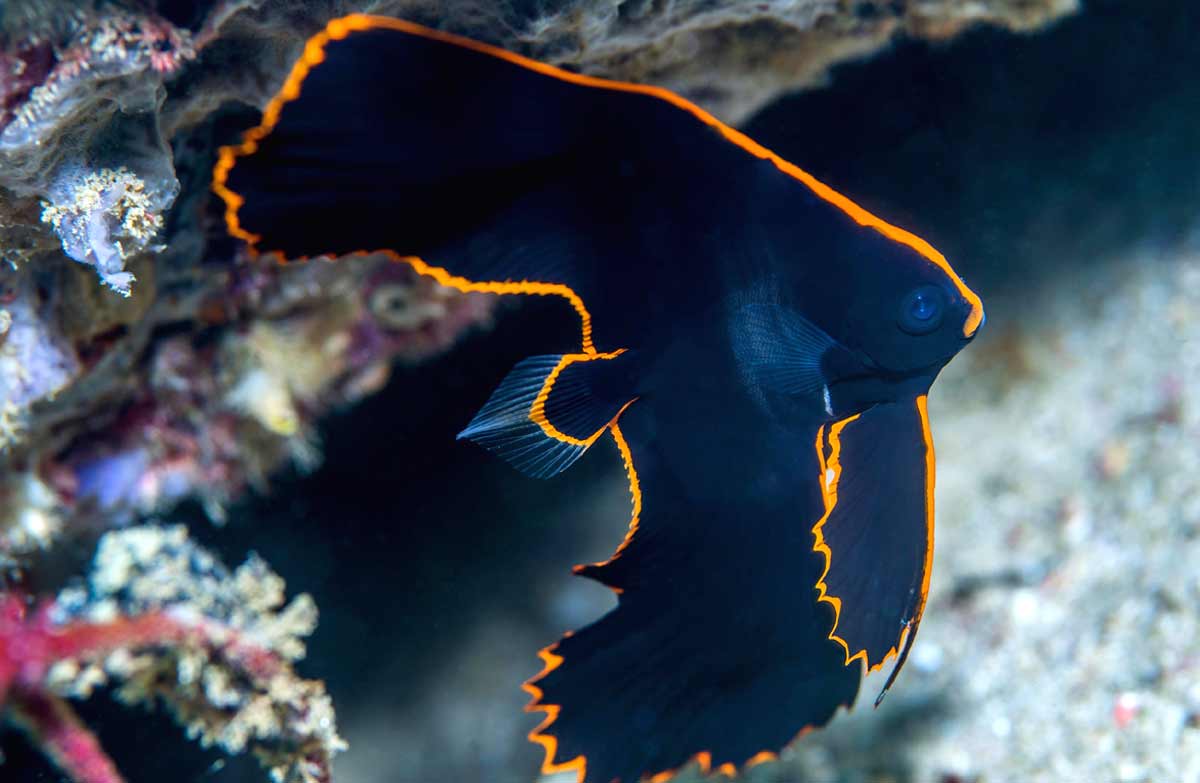 Batfish Pinnatus Facts: Dusky/Red-Faced Batfish Profile - SeaFish