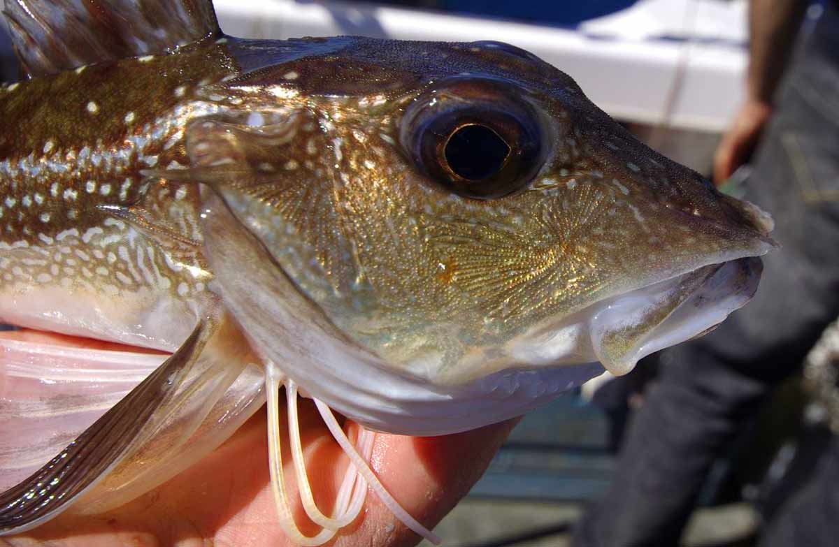 Grey Gurnard Facts: Profile, Traits, Food, Description, Range - SeaFish