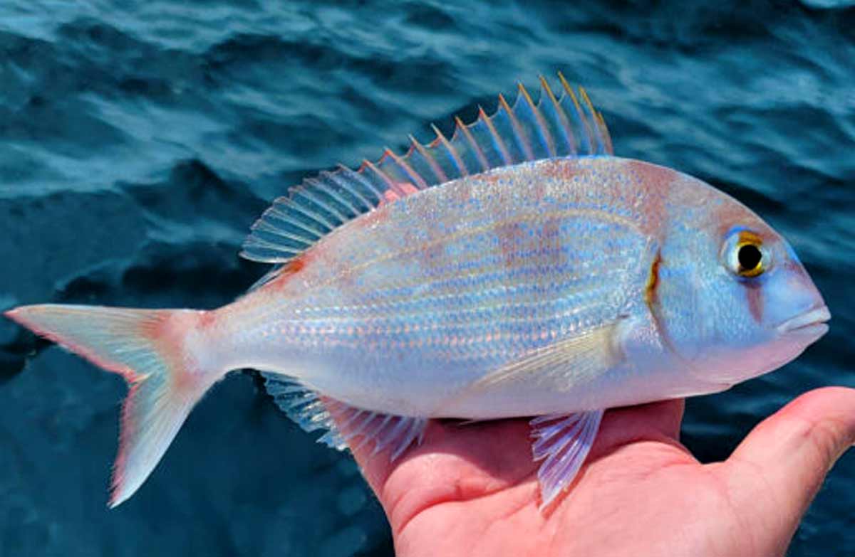 Red Porgy/Common Seabream Facts: Profile, Traits, Range - SeaFish