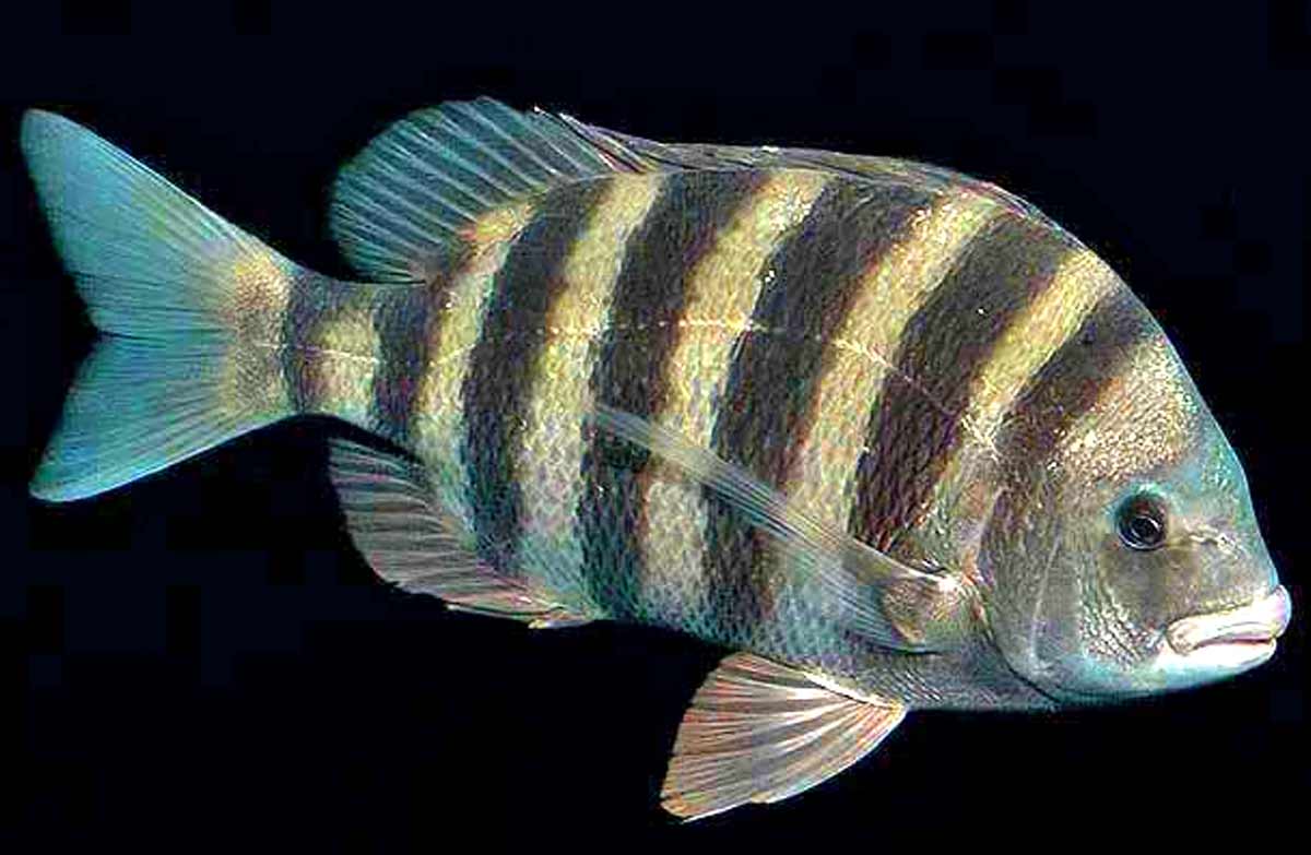 Sheepshead Bream Facts: Profile, Traits, Range, Lifespan - SeaFish