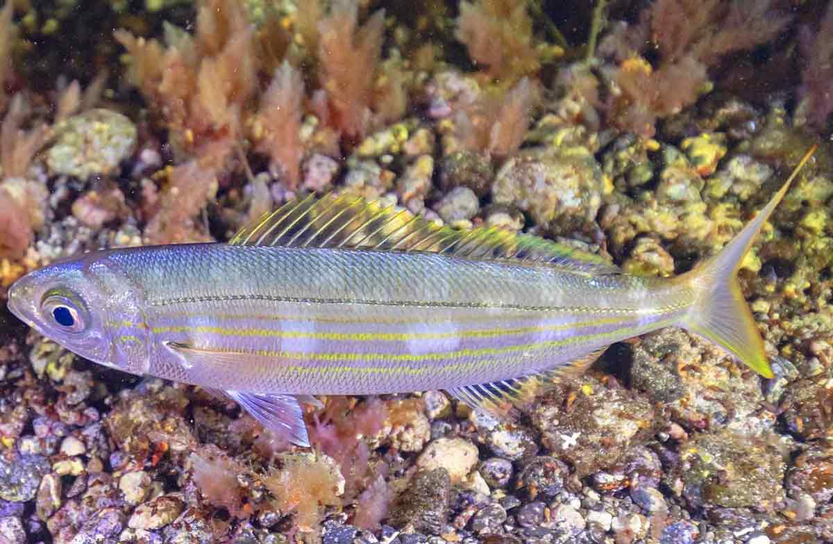 Boop Boop Fish Facts: Profile, Traits, Range, Size, Lifespan - SeaFish