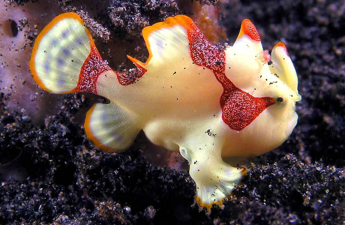 Clown Frogfish Facts: Profile, Traits, Range, Lifespan, Size - SeaFish