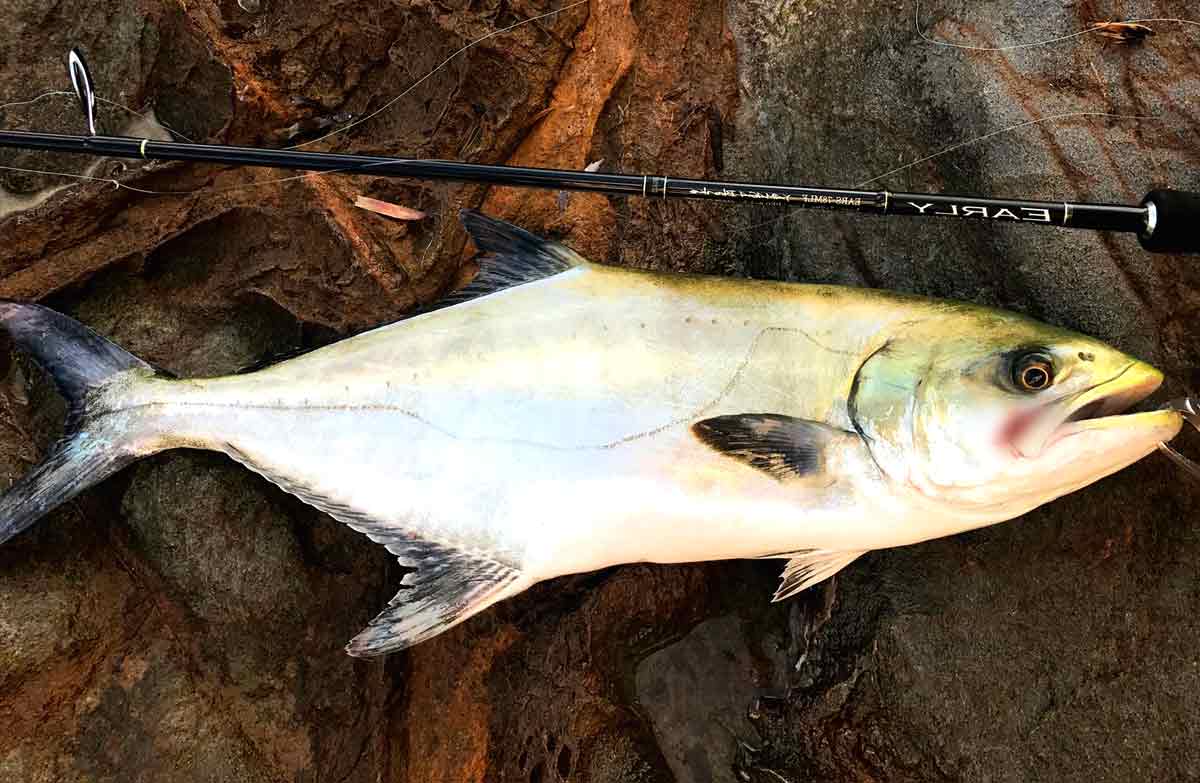 Garrick/Leerfish Facts: Profile, Traits, Range, Size, Lifespan - SeaFish