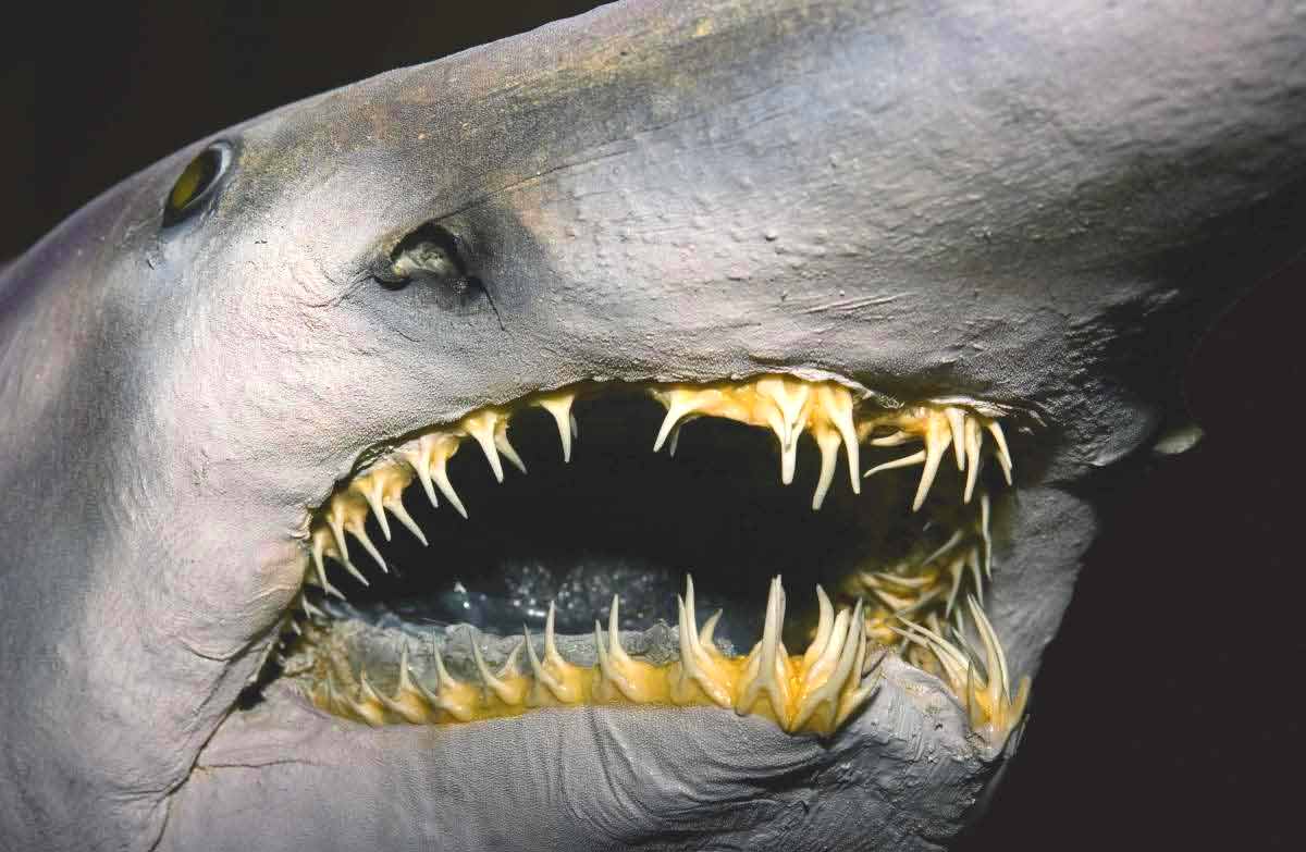 Baby Goblin Shark: Profile, Facts, Traits, Range, Diet, Size - SeaFish