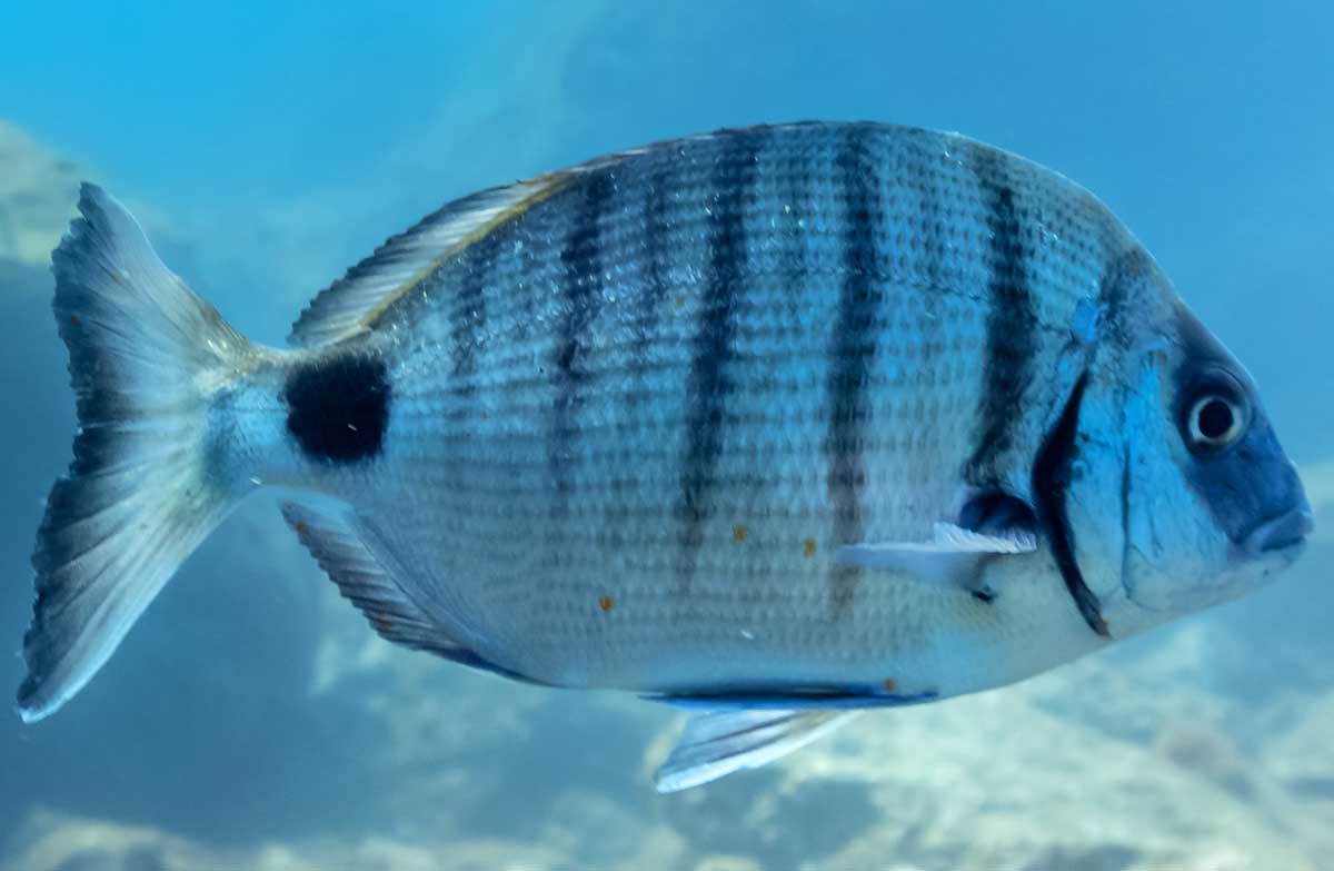 Sargo Fish Facts: Profile, Habitat, Traits, Nutrition, Recipe - SeaFish