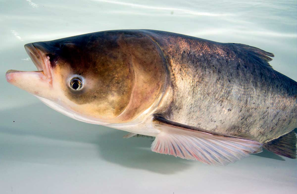 Bighead Carp Facts: Profile, Traits, Range, Lifespan, Size - SeaFish