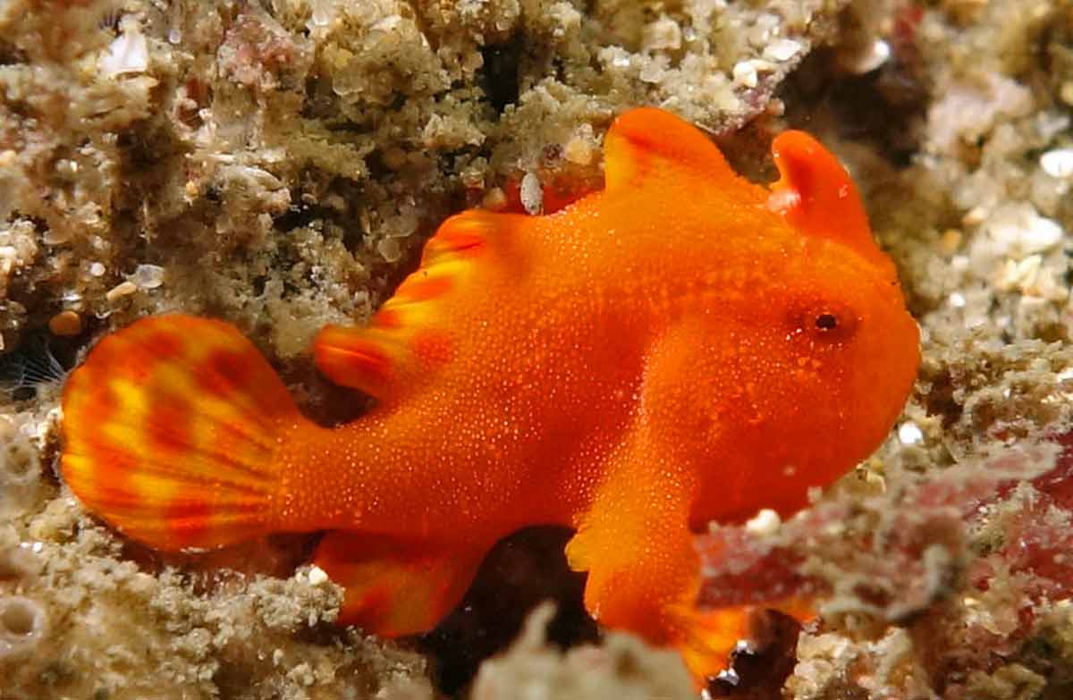 Giant Frogfish: Profile, Traits, Facts, Ecology, Range, Size - SeaFish