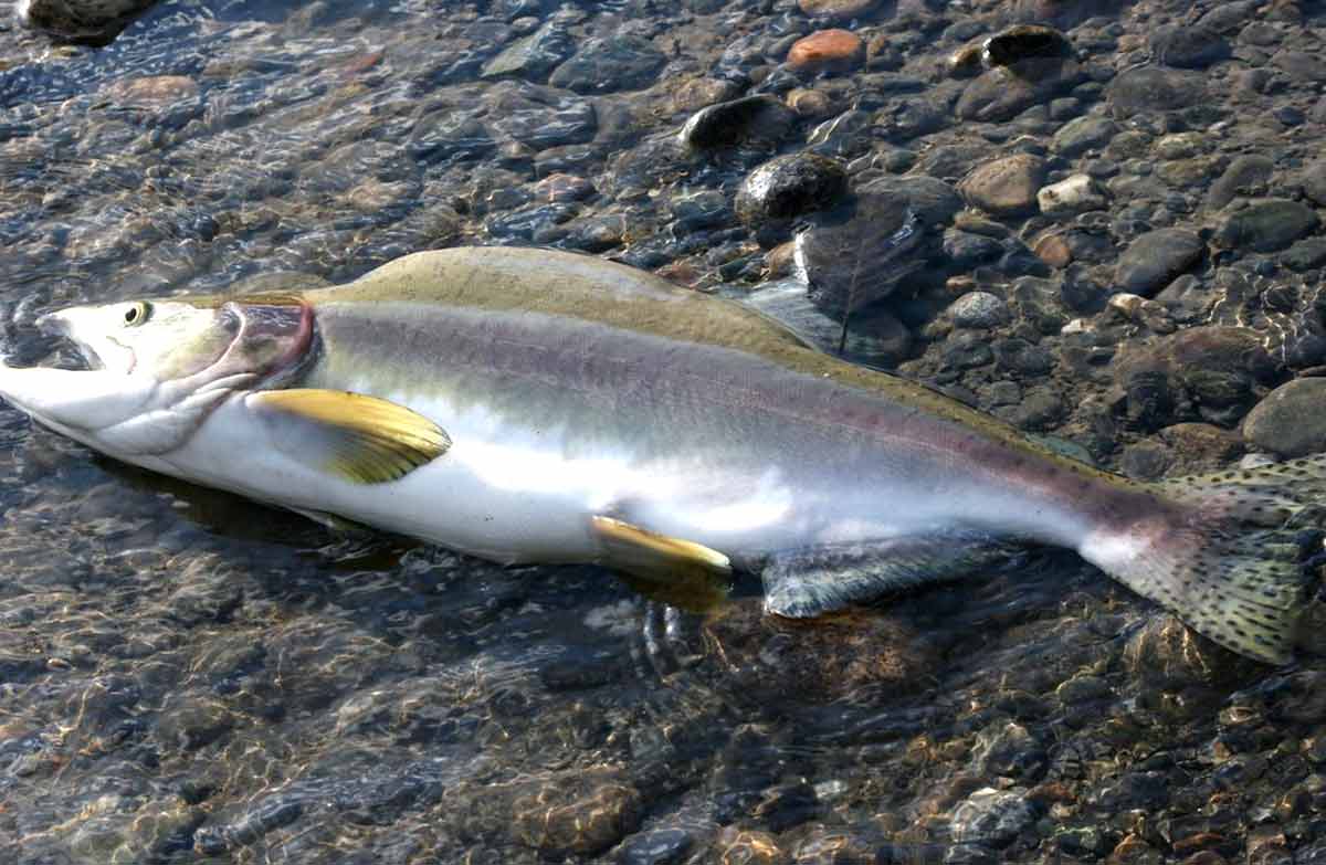 Pink/Humpback Salmon: Profile, Facts, Traits, Range, Size - SeaFish