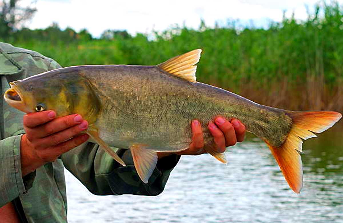 Silver Carp Facts: Profile, Traits, Range, Lifespan, Size - SeaFish