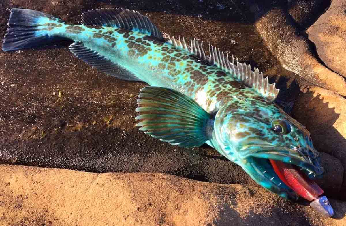 Blue Lingcod Description - Is It High in Mercury? - SeaFish