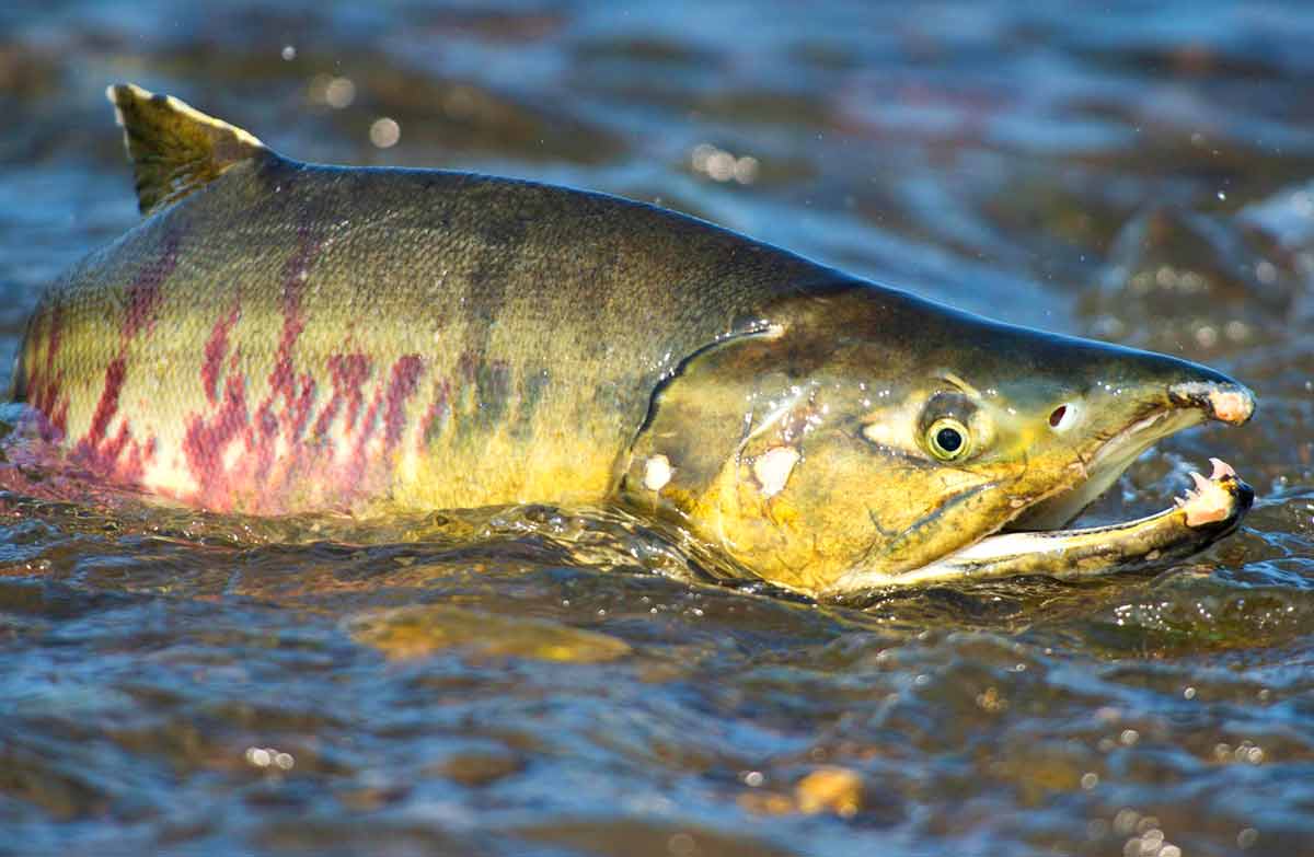 Chum/Silverbrite Salmon Facts: Profile, Traits, Range, Size - SeaFish