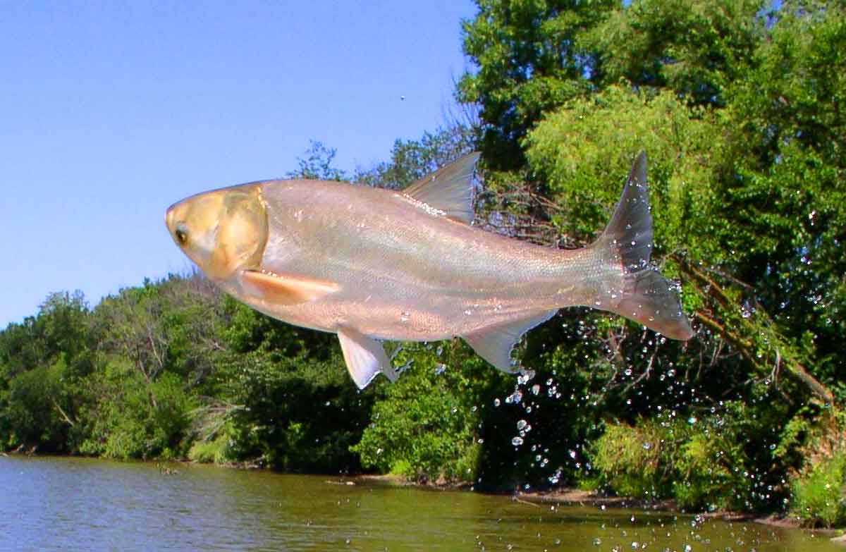 Silver Carp Jumping Facts: Profile, Range, Lifespan, Catch - SeaFish