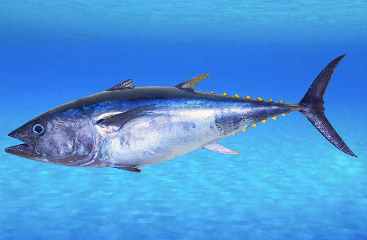 Wild Planet Wild Albacore Tuna Facts: Nutrition, Taste, Review - SeaFish