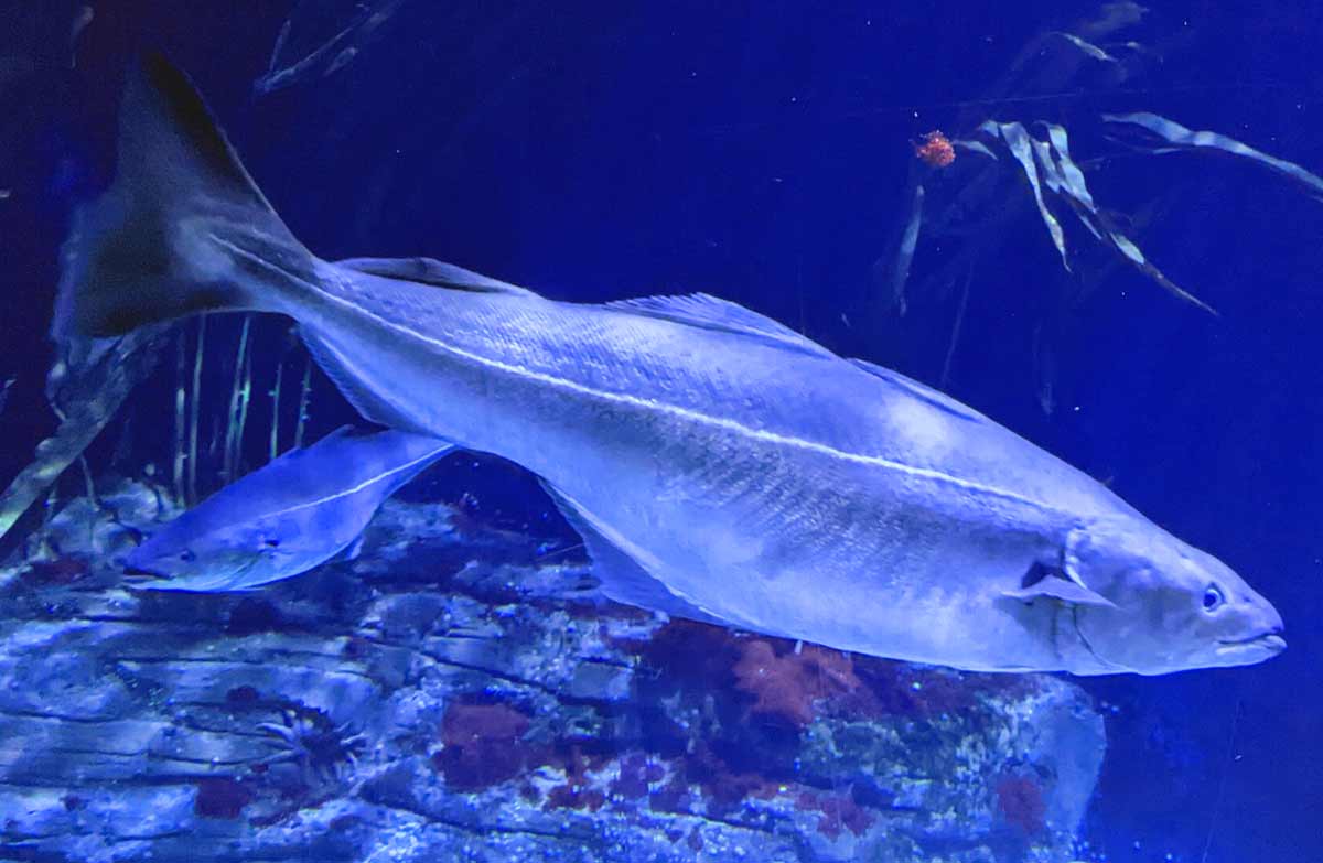 Atlantic Pollock: Profile, Size, Lifespan, Facts, Care, Diet - SeaFish