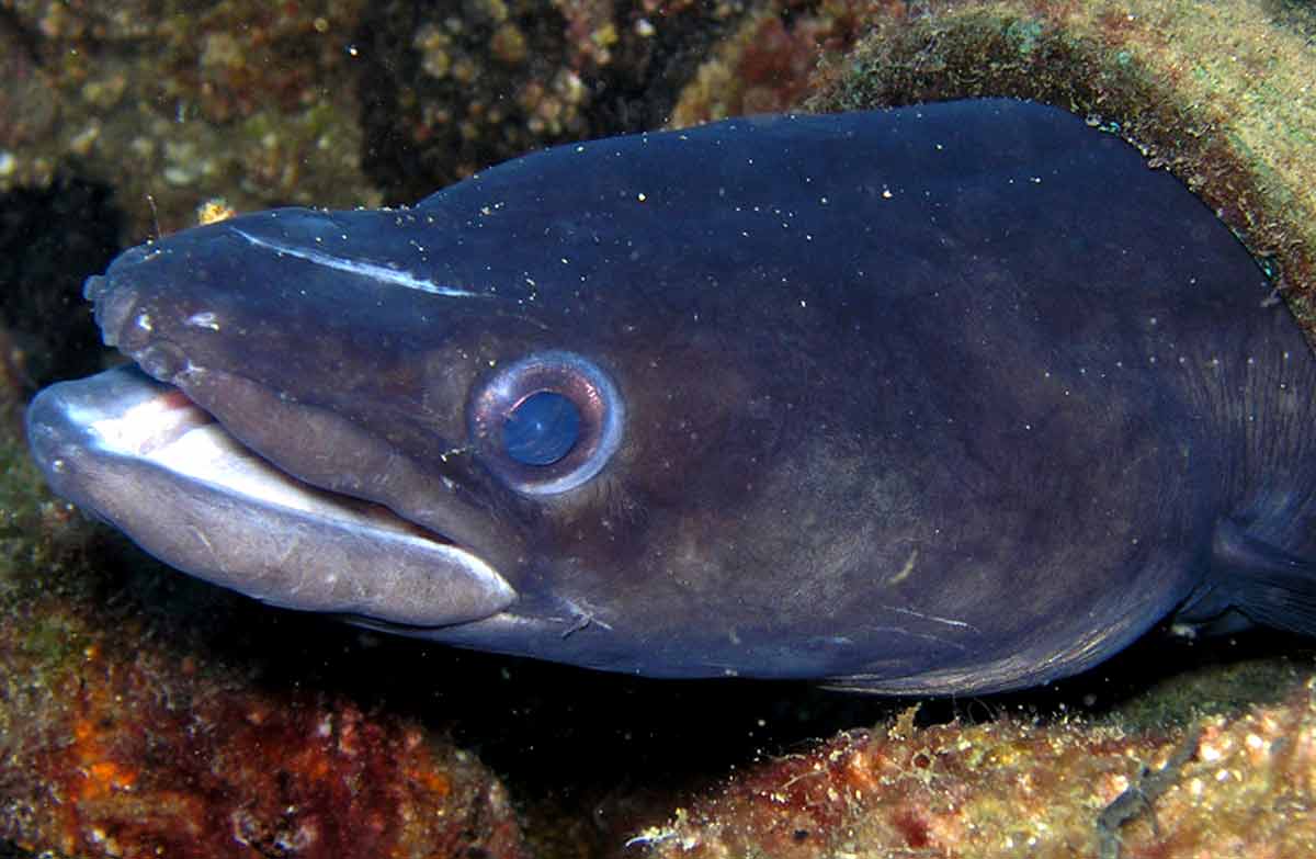 European Conger: Profile, Traits, Facts, Teeth, Range, Size - SeaFish