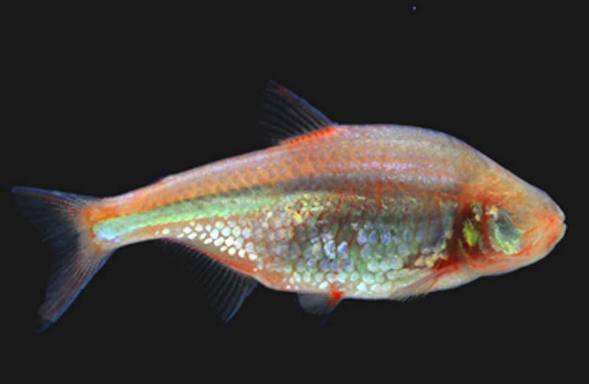 Eyeless Fish: Profile, Size, Range, Lifespan, Facts, Diet, Care - SeaFish