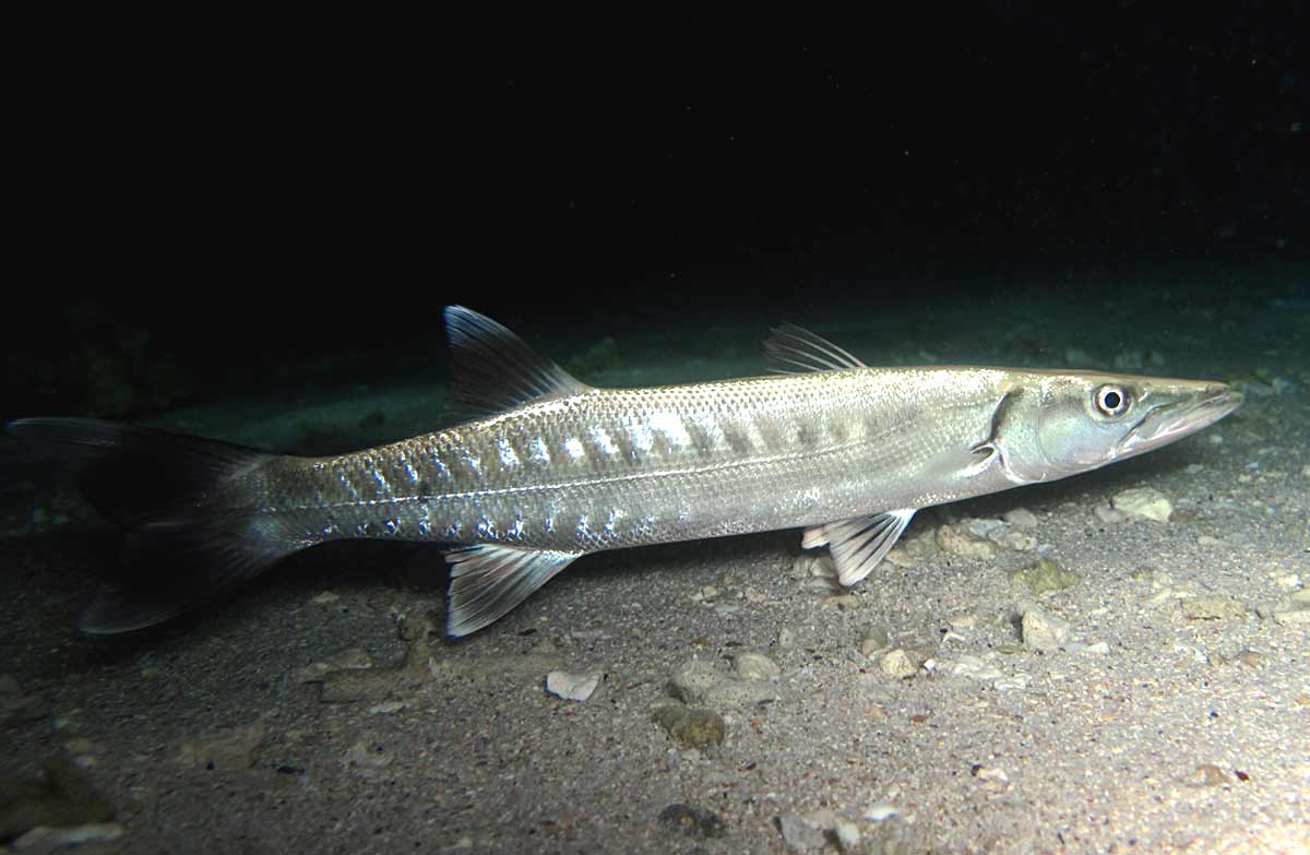 Freshwater Barracuda: Profile, Traits, Range, Description, Facts - SeaFish