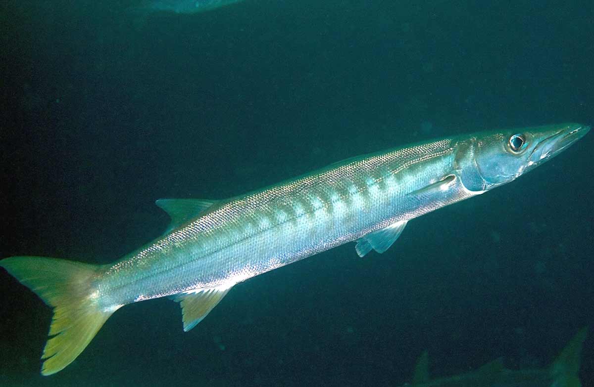 Great Barracuda: Profile, Size, Range, Traits, Growth, Facts - SeaFish