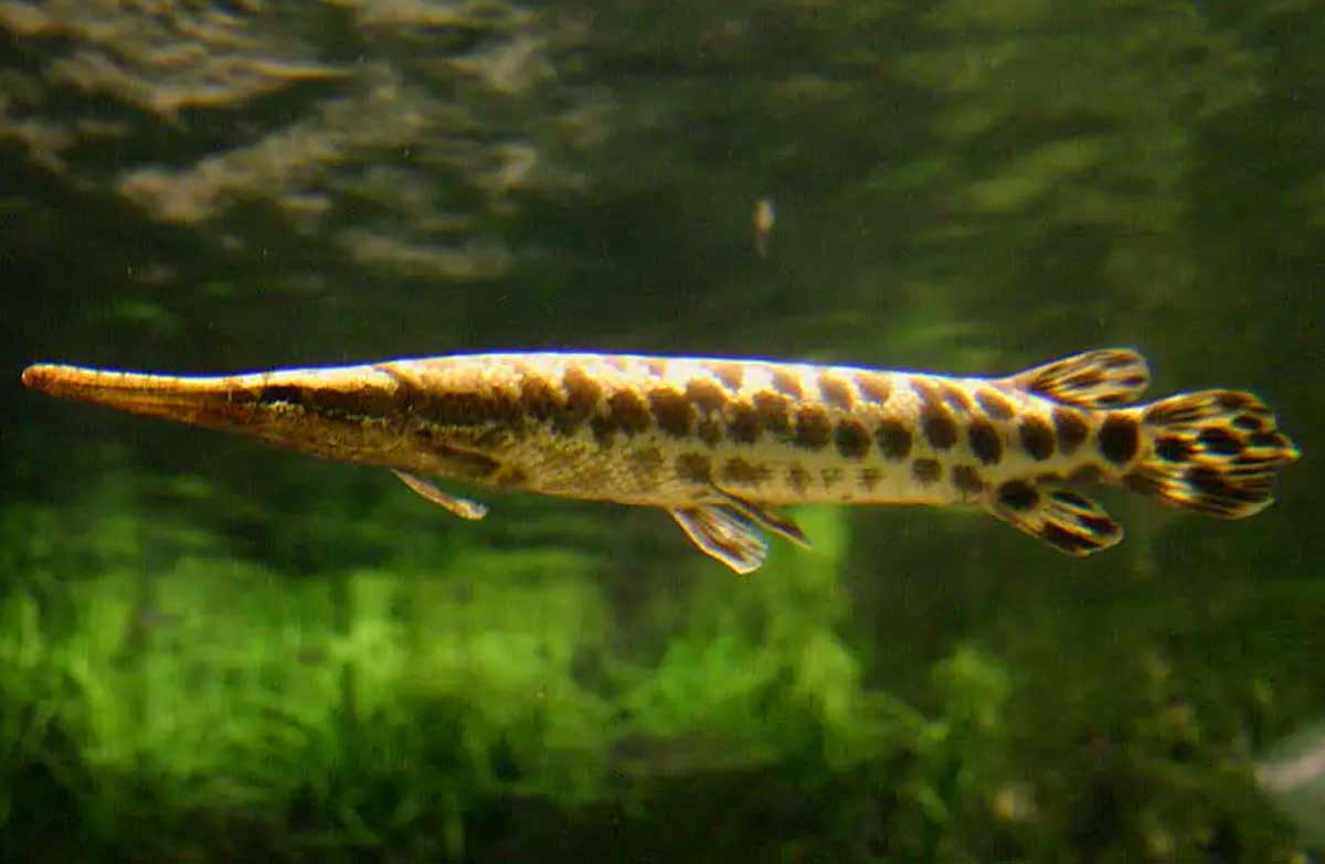Florida Gar Fish: Profile, Size, Aquarium, Care, Facts, Lifespan - SeaFish