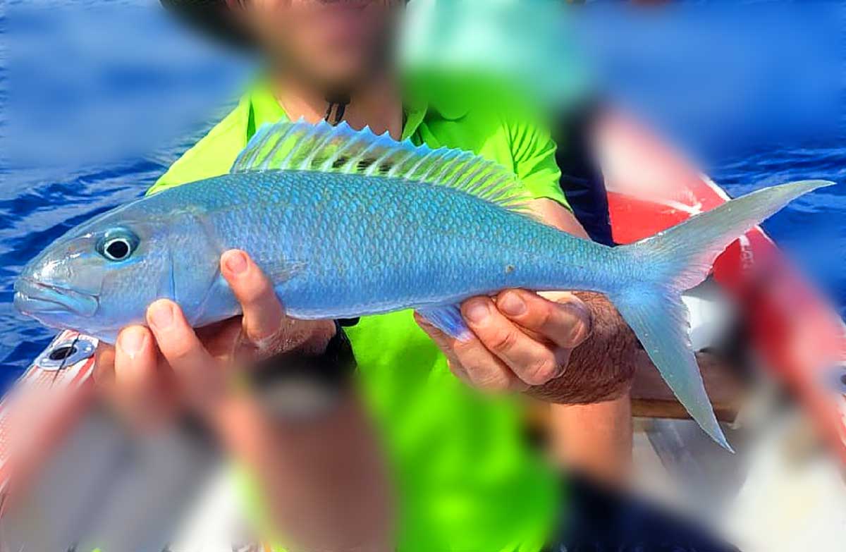 Green Jobfish: Profile, Traits, Facts, Taste, Size, Range, Diet - SeaFish