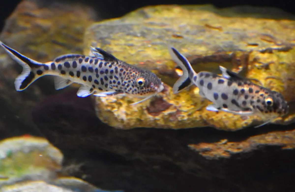 Synodontis Catfish: Profile, Size, Facts, Food, Breeding, Care - SeaFish