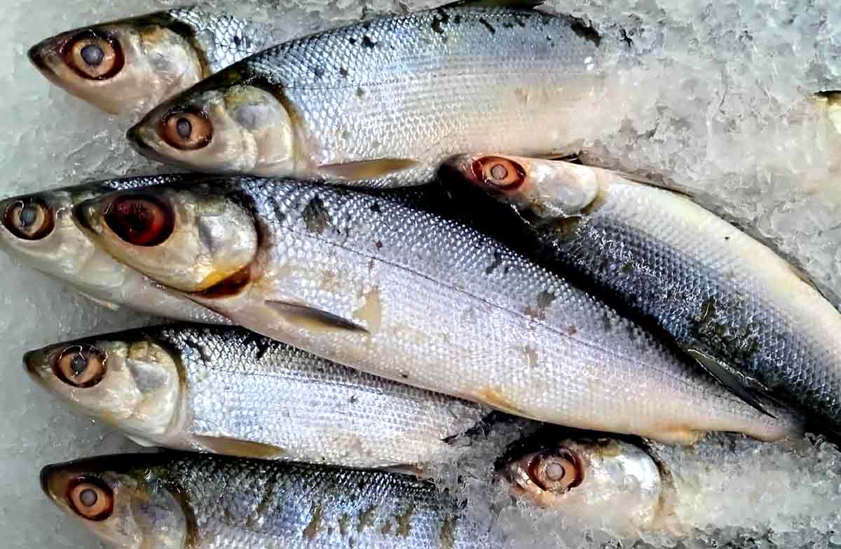 Bangus Fish/Milkfish: Profile, Traits, Facts, Size, Nutrition, Diet ...