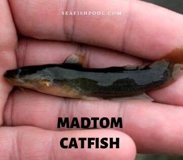 Catfish Archives - SeaFish