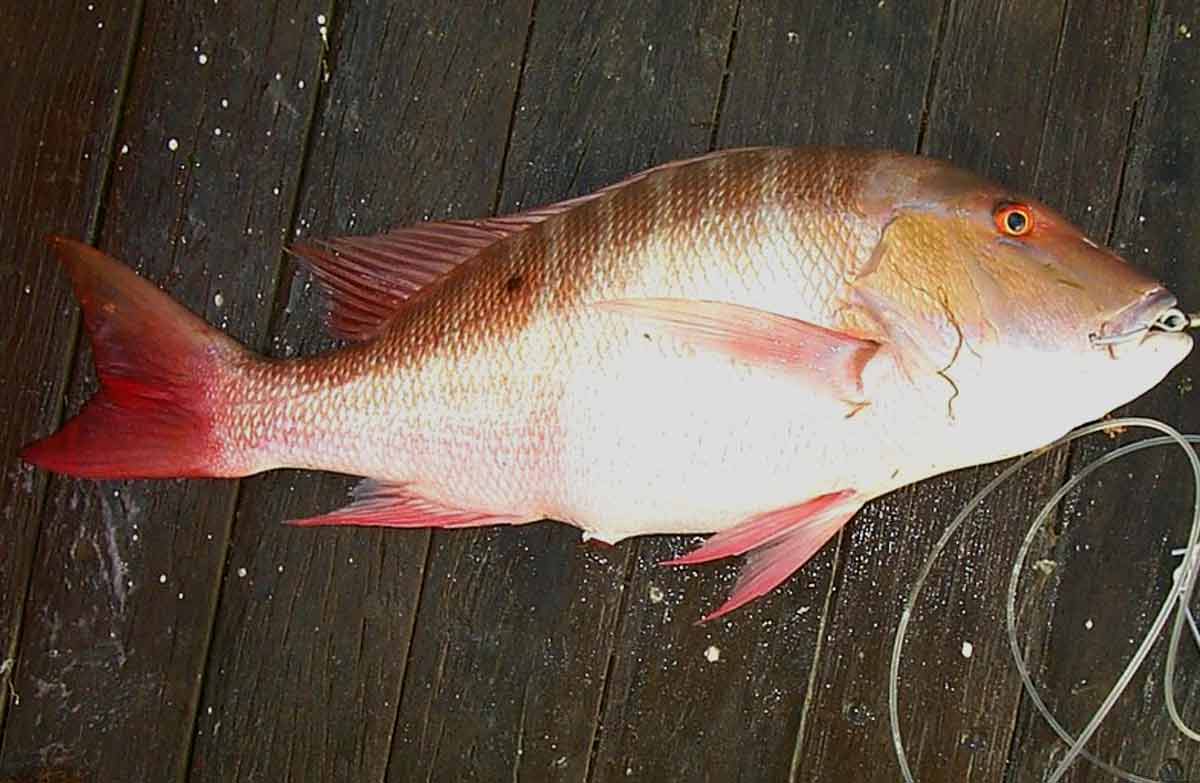 Mutton Snapper: Profile, Traits, Facts, Size, Fishing, Range - SeaFish